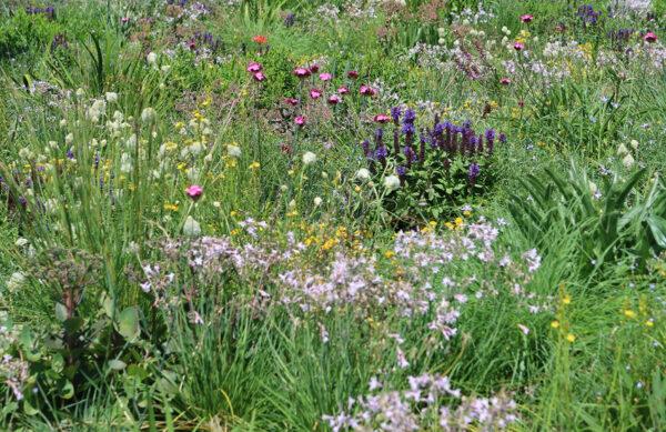 Test Garden opens at Federation Square